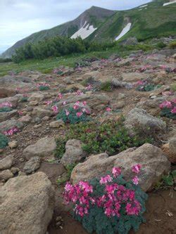 赤岳の雪解け状況 層雲峡ビジターセンター