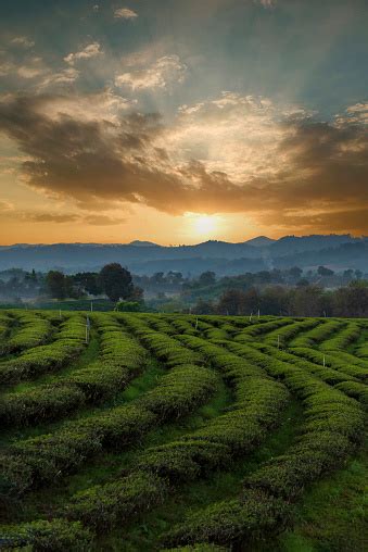 수직 녹차 나무 잎 들판 여름 아침에 농장에서 신선한 젊은 부드러운 새싹 허브 햇빛 녹차 나무 동백꽃 유기 농장에서 Sinensis 수직 나무 차 식물 녹색 자연 농지