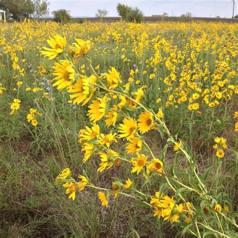 Syngenta Touchdown Herbicide 1 Ltr At ₹ 710litre Agriculture