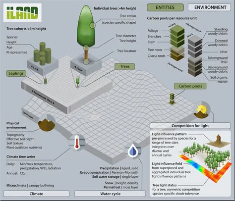 digital twin model enables precise simulation of forest landscapes