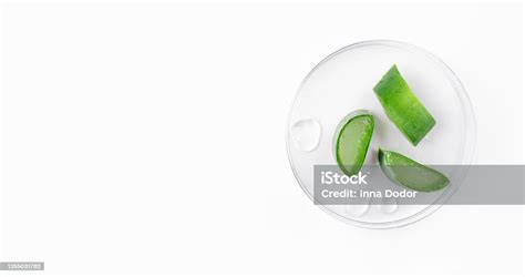 알로에 베라 슬라이스와 알로에 젤에 페트리 접시에 흰색 배경 페트리 접시에 대한 스톡 사진 및 기타 이미지 페트리 접시 알로에베라 알로에베라 젤 Istock