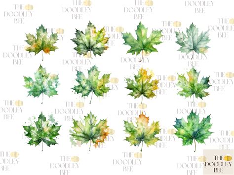 44 Oak And Maple Leaf Watercolor Clipart Png Bundle Etsy