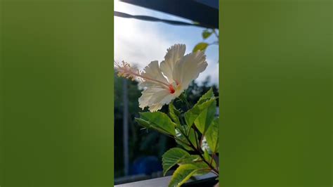Natural Love Girl 🥰যারা ফুল কে ভালোবাসে তারা নিঃসন্দেহে সুন্দর মনের