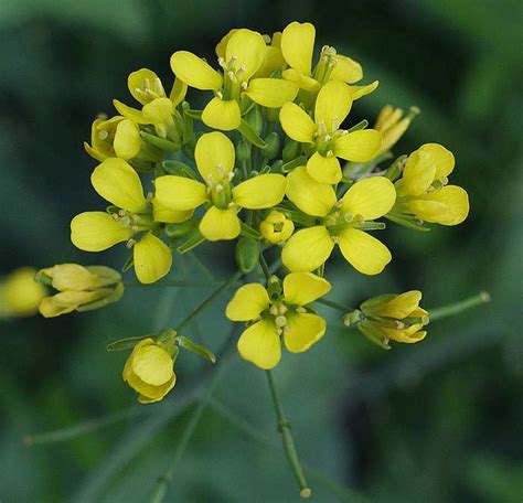 Brassica Campestris Yellow At Roberta York Blog