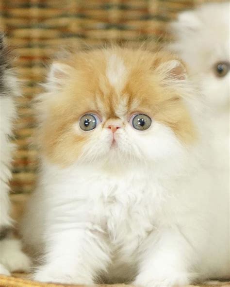 Persian Cats And Kitties Chillicattery On Instagram ตกใจไรลูก