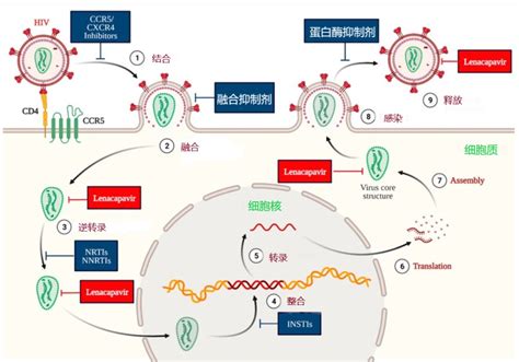 吉利德预防hiv新药获重大突破 Mobishield