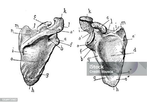 Ilustrasi Antik Skapula Ilustrasi Stok Unduh Gambar Sekarang Abad