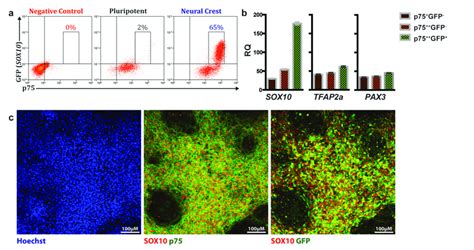 Figure S2 Expression Of Surface Markers And Neural Crest Associated