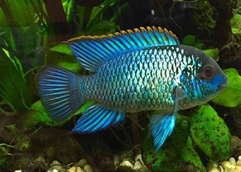 Electric Blue Acara Tank Size Electric Blue Acara A Complete Care