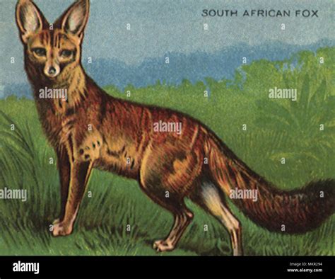South African Fox Stock Photo Alamy
