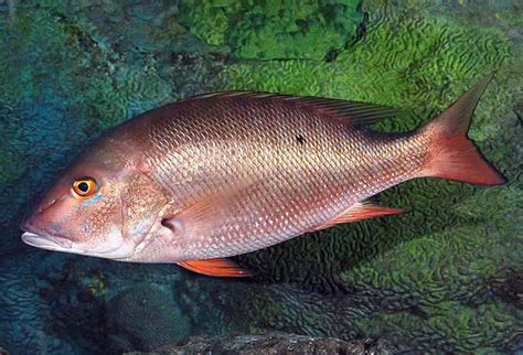 The Quick Guide 12 Types Of Snapper To Catch In