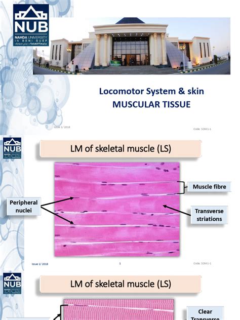 Lab 3 Muscle Pdf