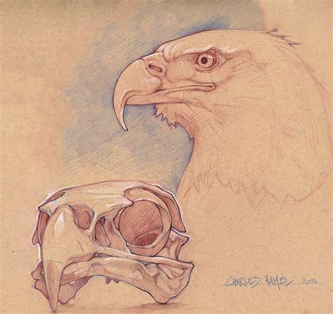 Artstation Bald Eagle Skull