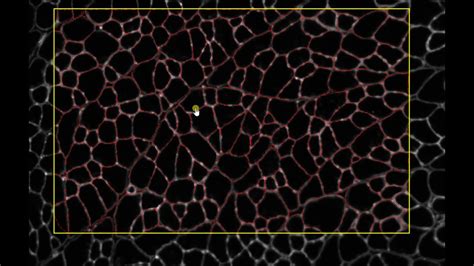 cellpose installation for qupath and fiji youtube
