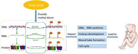 Abnormal Methylation Caused By Folic Acid Deficiency In Neural Tube Defects Semantic Scholar