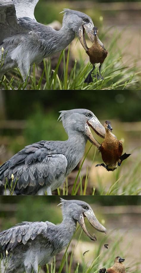 Shoebill Stork Photography Majestic Birds In Action Shoebill