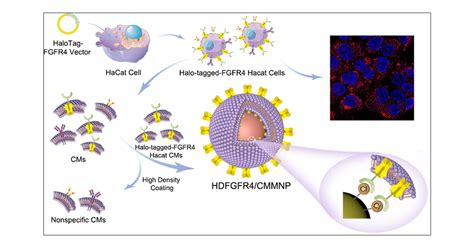 Genetically Engineered Cell Membrane Coated Nanoparticles With High Density Customized Membrane