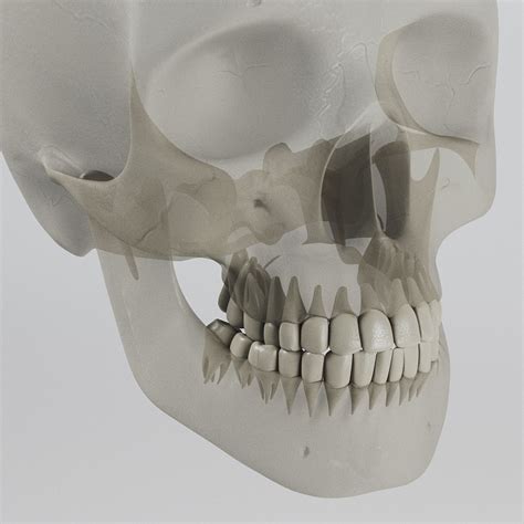 3d Human Skull Nose Anatomy