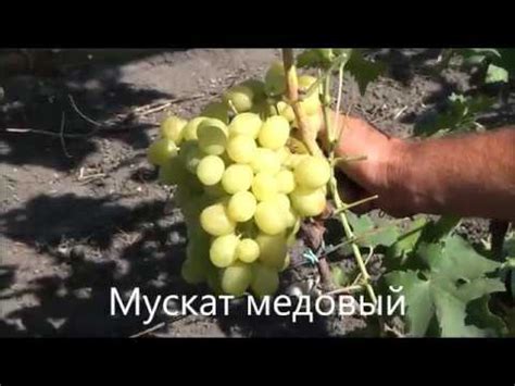 Мускат медовый - YouTube