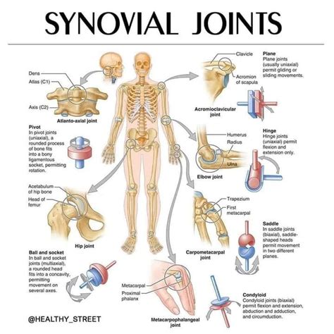 🔈the Six Types Of Synovial Joints Synovial Joints Are Classified