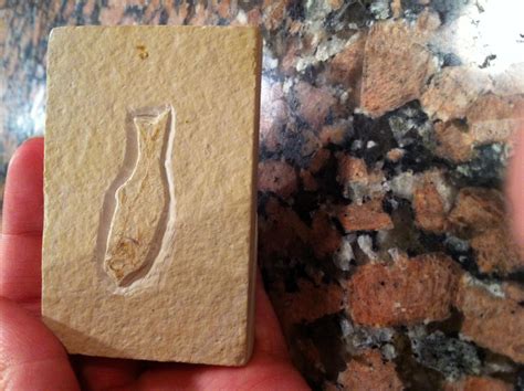 Before And After General Fossil Discussion The Fossil Forum