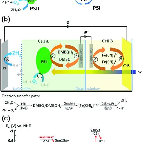 A Cds Based Two Electrode Pec Cell For H 2 Production A Schematic Of Download Scientific