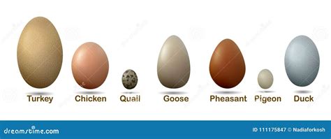 Duck Egg Vs Turkey Egg At Wendy Hopkins Blog