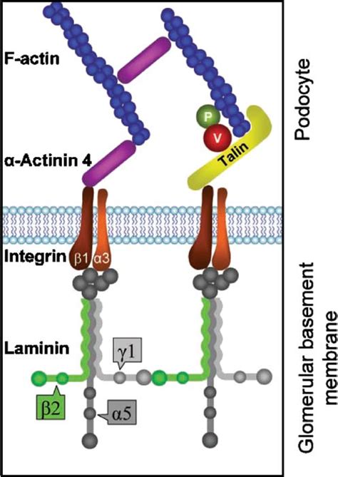 Simplified Schematic Diagram Showing The Interface Between A Podocyte