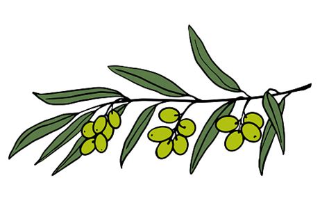 흰색 배경에 녹색 잎과 잘 익은 올리브가 있는 손으로 그린 올리브 가지 라벨 포장 지중해 디자인 및 식물 장식에 적합합니다 건강한 식생활에 대한 스톡 벡터 아트 및 기타