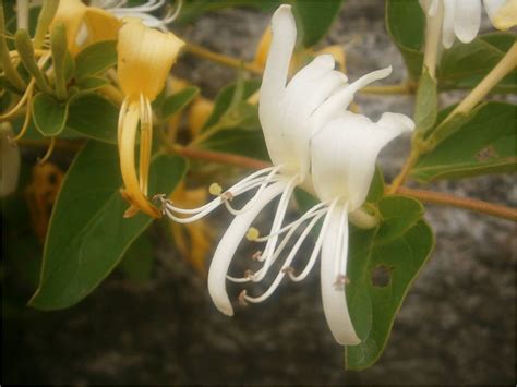 기타 인동덩굴 기타 생물종 Bric