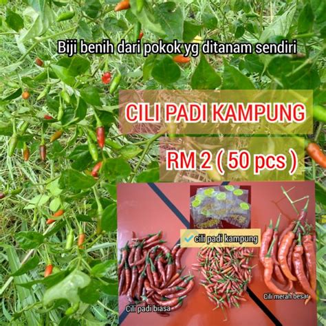 Biji Benih Cili Padi Pedas Cili Padi Kampung Cili Padi Berapi Shopee Malaysia