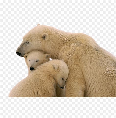 Polar Bear Hugging Cub Png Toppng