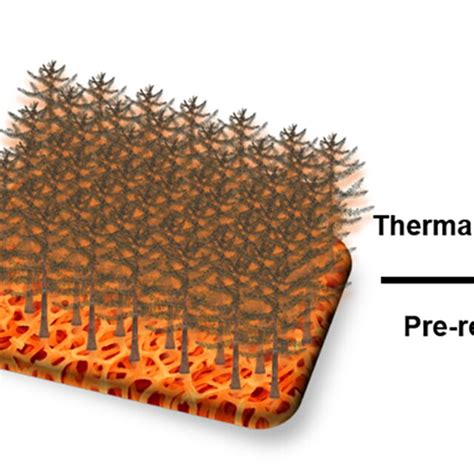 Schematic Illustration Of The Synthesis Process Of Dendritic Sn‐doped
