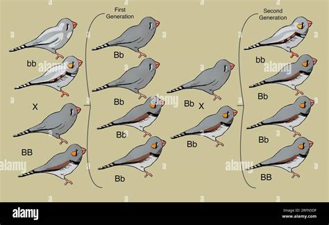 Diagram Of Recessive Inheritance In Zebra Finches The Genes For The