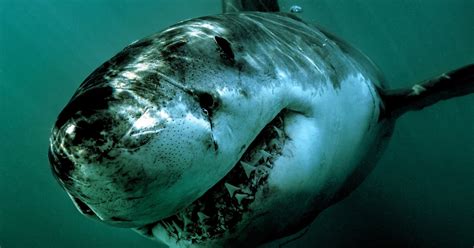 Largest Great White Shark On Record Is Swimming Towards A Tourist Hotspot