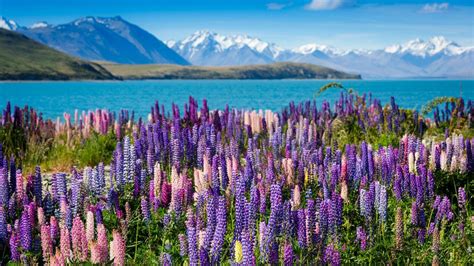 Flower Landscape Wallpapers Top Free Flower Landscape Backgrounds