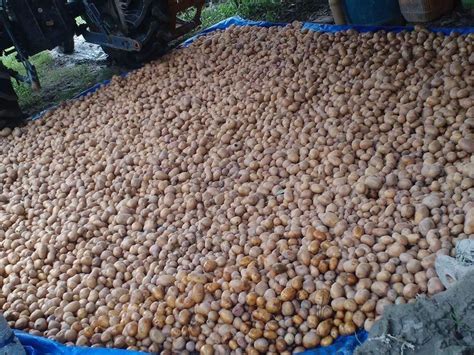डिभिजन सहकारी कार्यालय झापा झापामा फेरी ३ सहकारी एकापसमा गाभीए