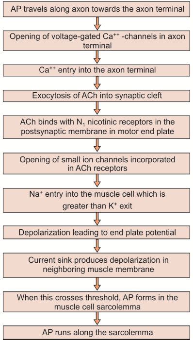Neuromuscular Junction Flow Chart