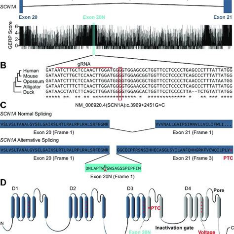 Scn1a Expression In Different Tissues A Download Scientific Diagram