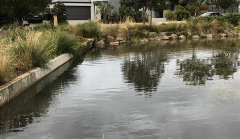 Environmental Team Conducts Eel Grass Removal Urbans