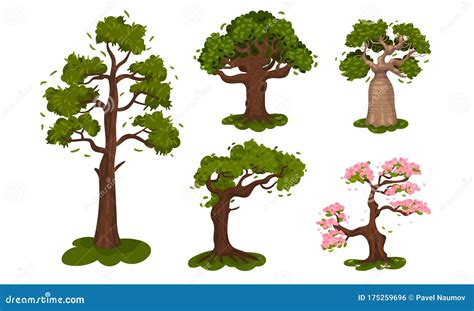 Deciduous Trees With Exuberant Tree Crown Vector Set Stock Vector Illustration Of Lumber