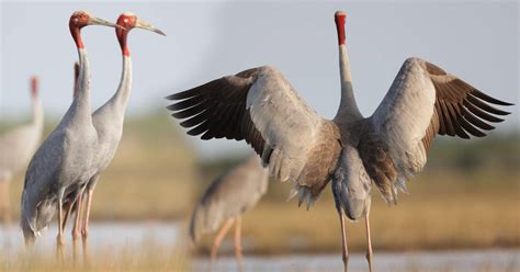 ប្រភេទសត្វជិតផុតពូជនៅកម្ពុជា កំពុងទទួលបានការចូលរួមអភិរក្សយ៉ាងចិត្តទុកដាក់បំផុត Khmerload