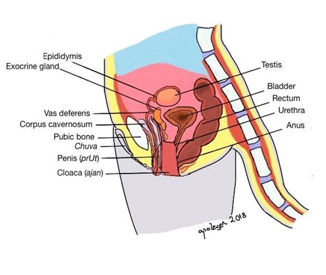 Intersex Anatomy