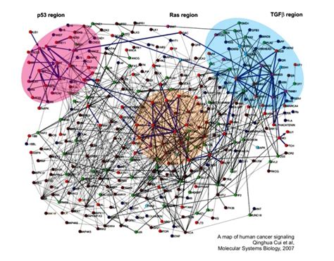 Cell Signaling Signal Physiology