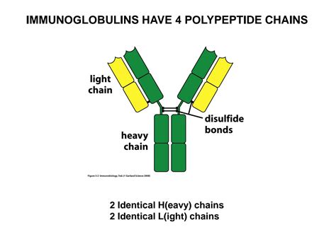 Solution Immunobiology Lecture 6 Vcu Antibody Structure And Function