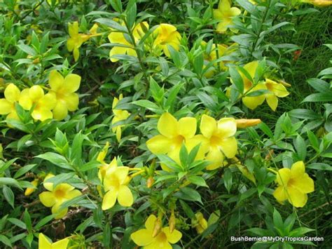 Allamanda Compacta Dwarf Allamanda Plantvine