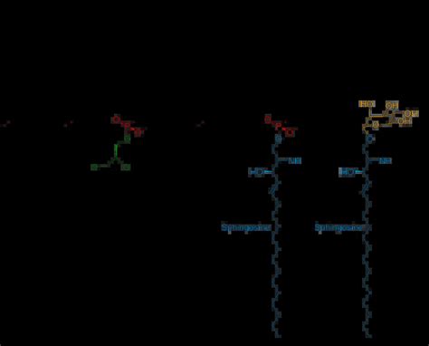 Membrane Lipids Definition Structure Formation Functions Biology