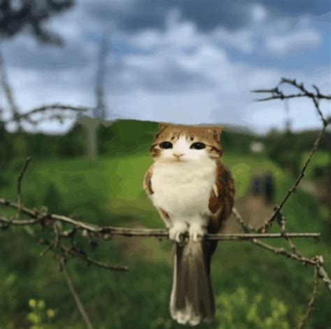 Cat Bird On A Branch Meme Meowl Know Your Meme