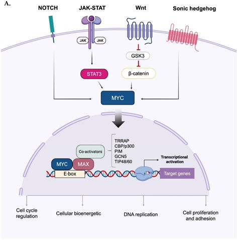 Direct And Indirect Myc Regulation By Mitotic Kinases Encyclopedia Mdpi