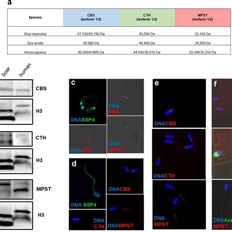 Interspecies Production Of H2S Releasing Enzymes And H2S A Download Scientific Diagram